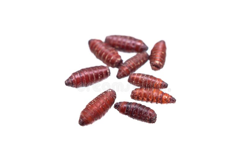 Brown Pupae of Fly Larvae on a White Isolated Background Stock Image ...