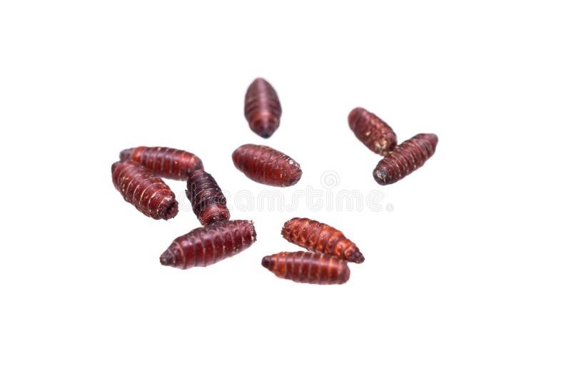 Brown Pupae of Fly Larvae on a White Isolated Background Stock Photo ...