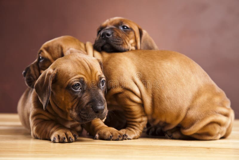 Rhodesian Ridgeback with Puppies Stock Photo - Image of female, mammal ...