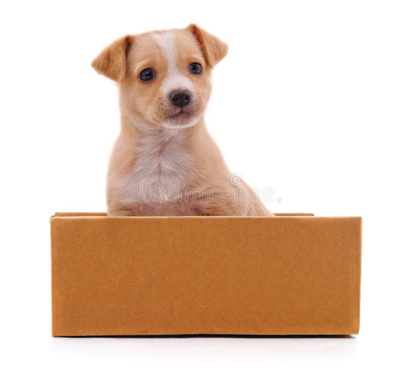 Brown puppy in a box stock photo. Image of playful, fear - 177742284