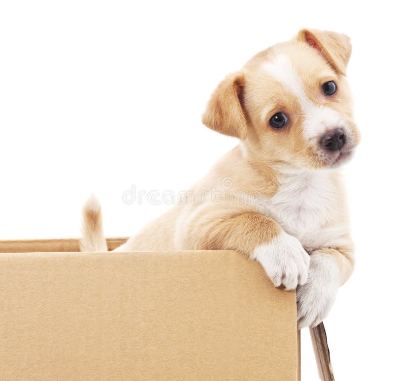 Brown puppy in a box. stock image. Image of beautiful - 66006339