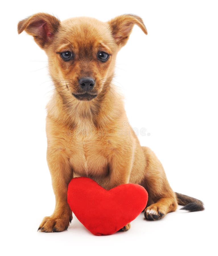 Puppy hug heart stock photo. Image of puppy, animal, heart - 199022