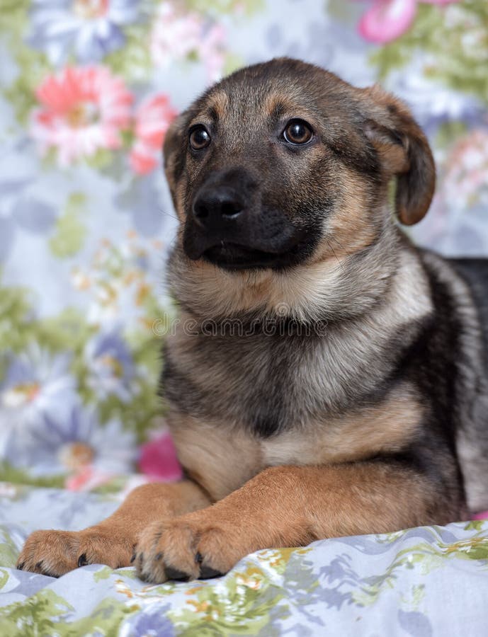 Brown Puppy Looking Uptight Stock Image - Image of dogue, looking ...