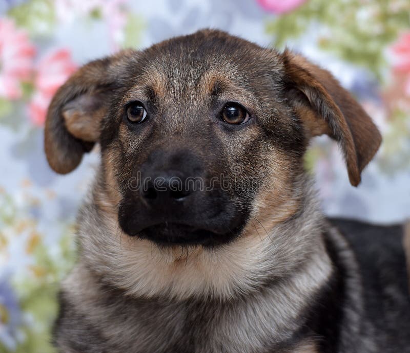 Brown Puppy Looking Uptight Stock Image - Image of pedigree, blame ...