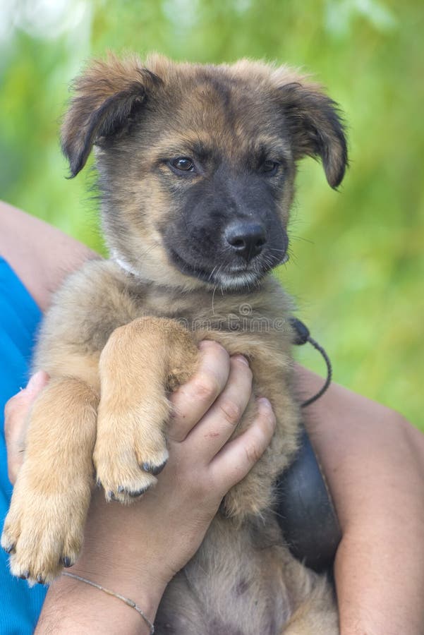 Brown Puppy Mestizo Shepherd in Her Arms Stock Photo - Image of canine ...