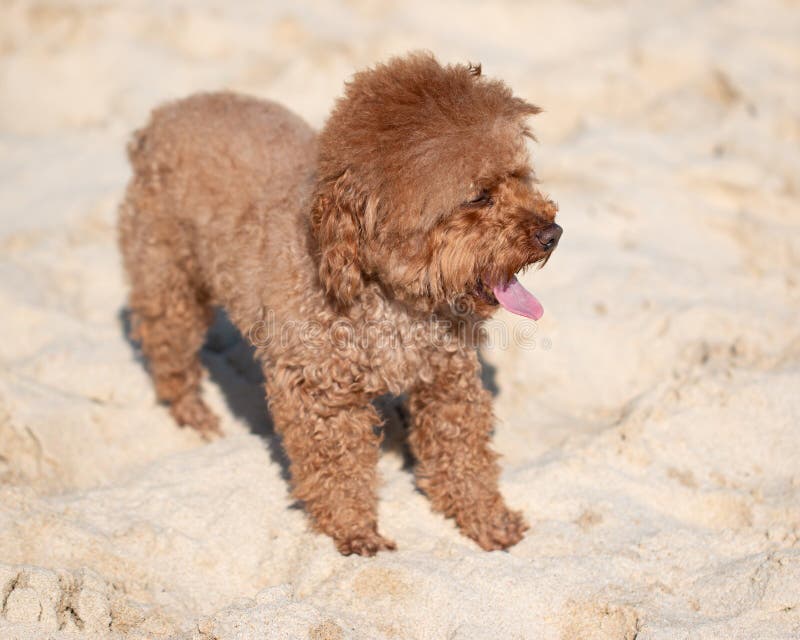 Brown Purebred Fluffy Dog for a Walk Stock Image - Image of friend ...