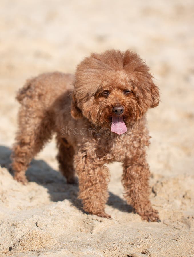 Brown Purebred Fluffy Dog for a Walk Stock Image - Image of fluffy ...