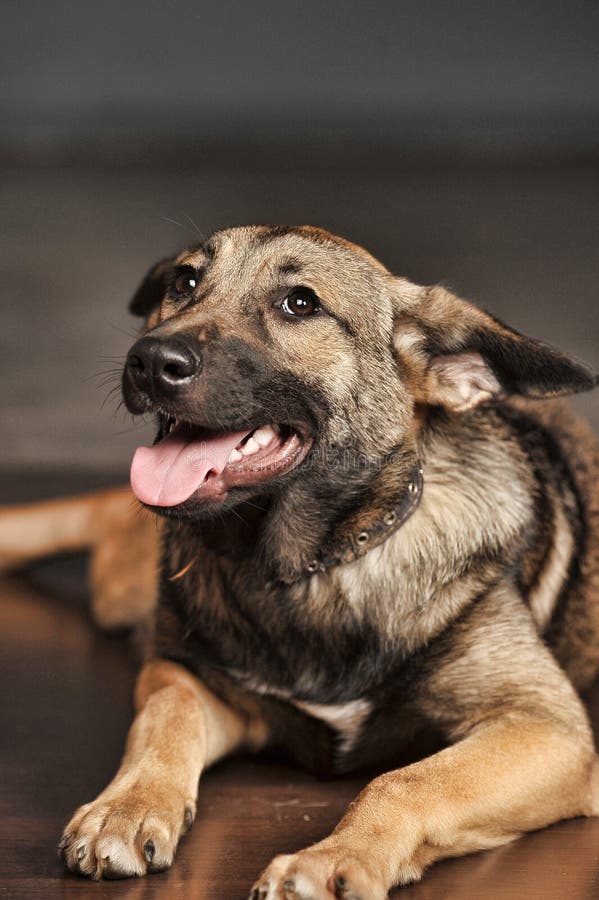 Brown purebred puppy stock image. Image of full, indoors - 34675911