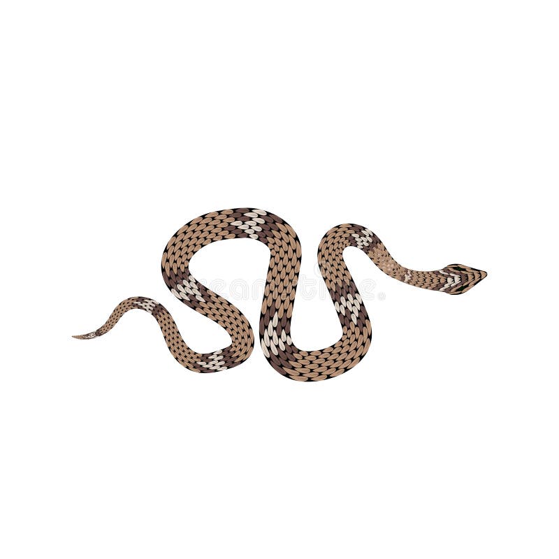 Brown Python Illustration. Isolated Tropical Snake on White Background ...