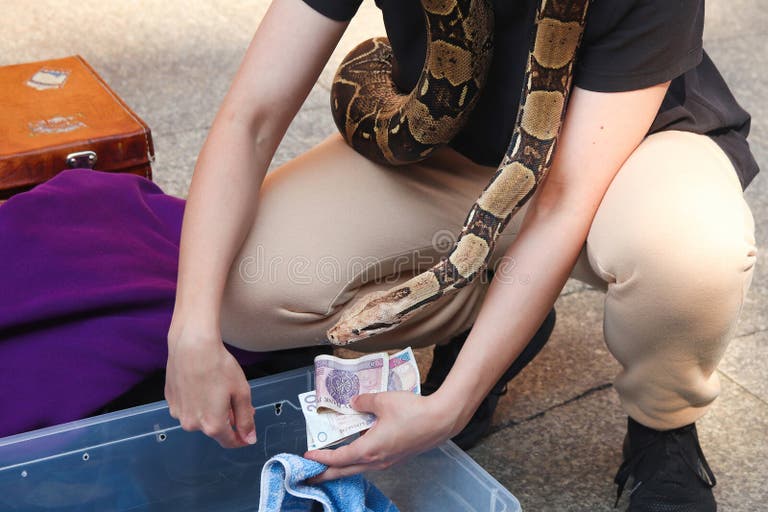 Brown Python. Snake, Closeup Side View an Unrecognizable Man Holding ...