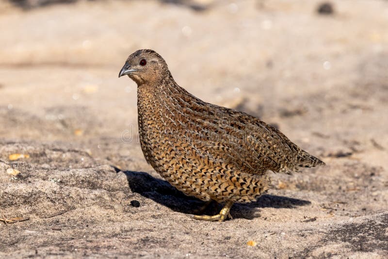 Brown Quail stock image. Image of nature, wildlife, ground - 218662997