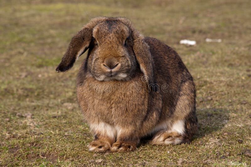 250 Brown Rabbit Lying Down Stock Photos - Free & Royalty-Free Stock ...