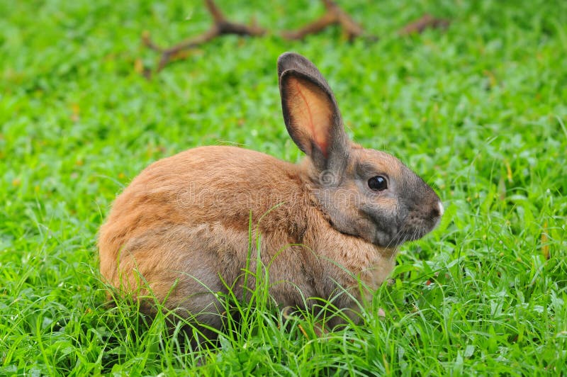 Brown Rabbit stock photo. Image of cuddly, domestic, claws - 19169808