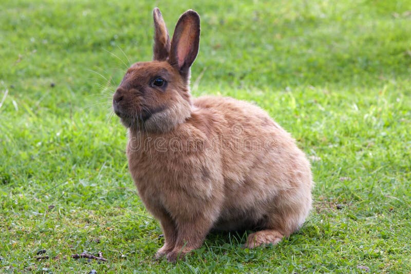 Bunny Rabbit stock image. Image of rodent, rabbit, easter - 25217067