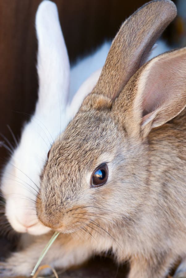 The brown rabbit stock image. Image of little, life, bunny - 20207999