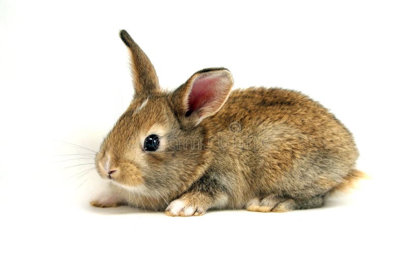 Red rabbit stock photo. Image of background, young, cutout - 13685038