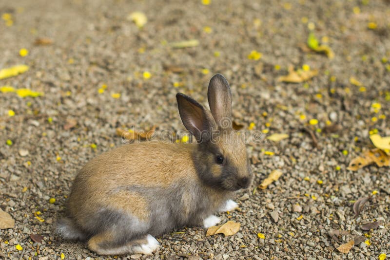 Brown Rabbit stock photo. Image of furry, sand, mammal - 62175684