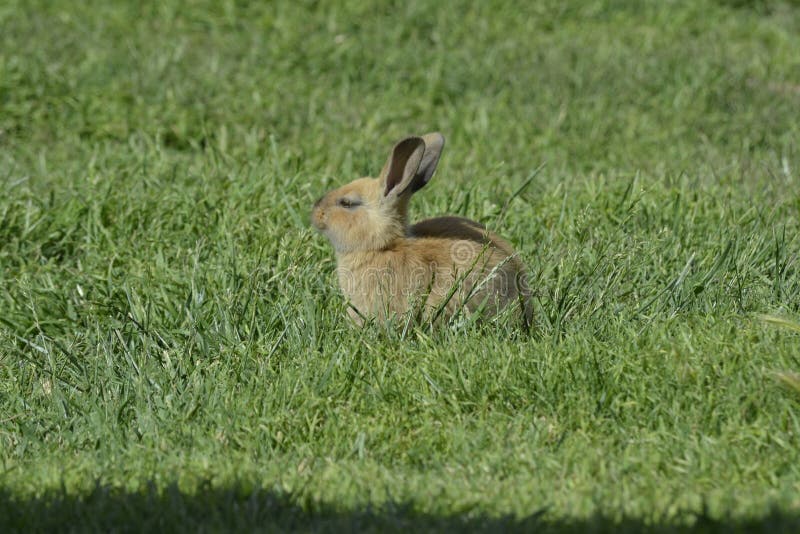 Brown Rabbit stock image. Image of ears, bunny, rabbit - 82804001
