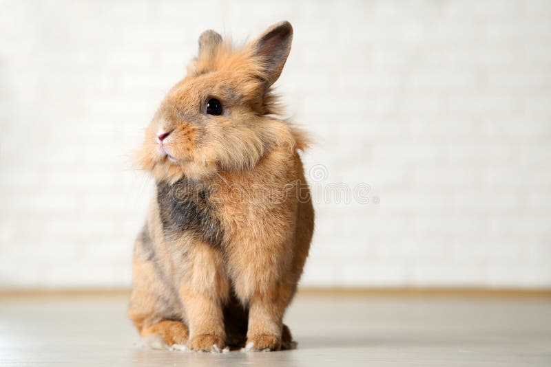 Brown rabbit stock photo. Image of portrait, sitting - 121158550