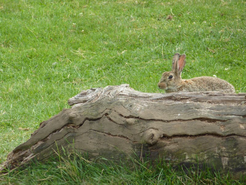 The brown rabbit stock image. Image of rabbit, brown - 57908885