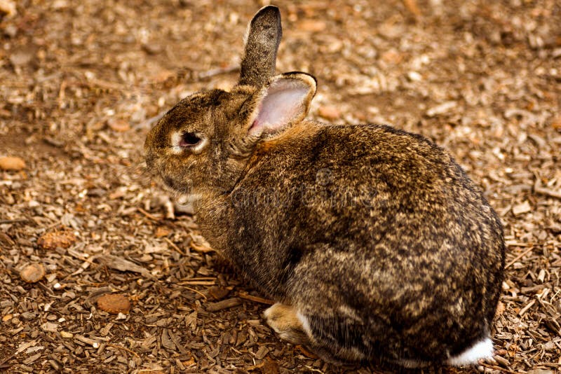 949 Rabbit Camouflage Stock Photos - Free & Royalty-Free Stock Photos ...