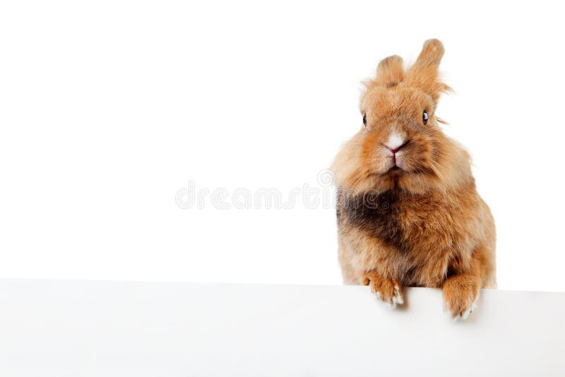 Brown rabbit stock image. Image of studio, hair, creature - 134048177
