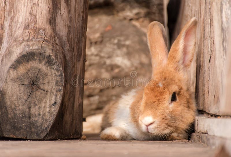 Brown Rabbit stock photo. Image of flower, food, nature - 121695060