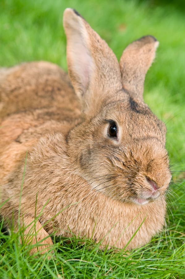 Brown Rabbit Bunny Isolated Stock Image - Image of buck, funny: 15835859