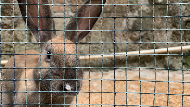 Trapped Rabbit Stock Photos - Free & Royalty-Free Stock Photos from ...