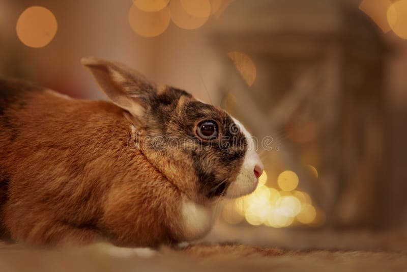 Brown Rabbit in Christmas Decor Stock Image - Image of decor, laterally ...