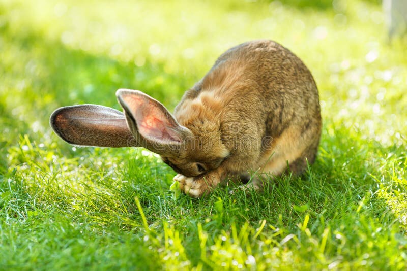 863 Rabbit Cleaning Stock Photos - Free & Royalty-Free Stock Photos ...