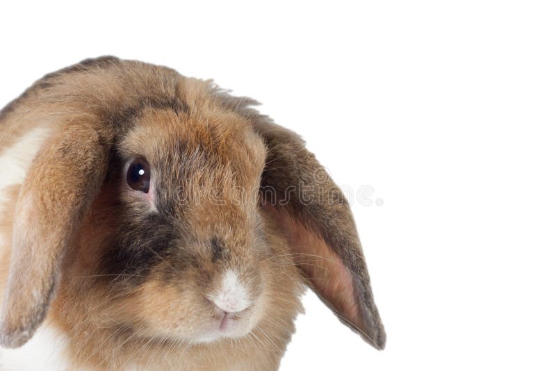 Brown rabbit close up stock photo. Image of orange, easter - 31411186