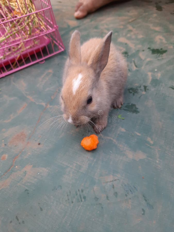 Brown rabbit stock image. Image of wildlife, nose, cute - 273597561