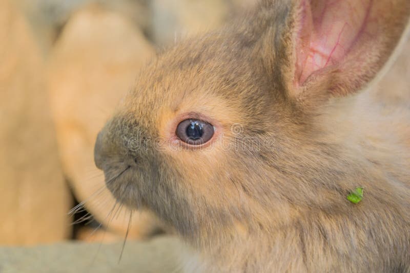 Brown rabbit stock photo. Image of brown, rabbit, animal - 53710688