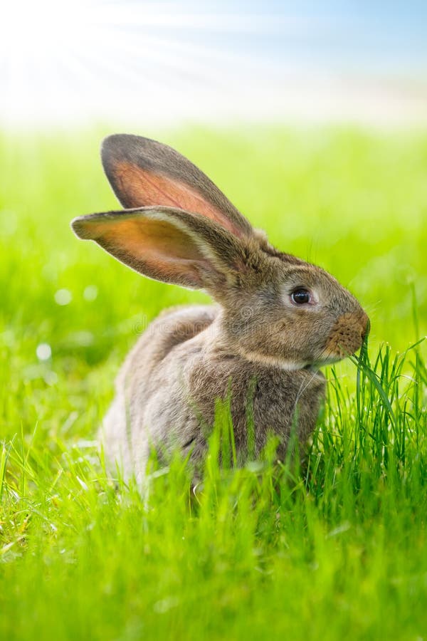 Brown rabbit stock photo. Image of outdoor, summer, field - 46203366