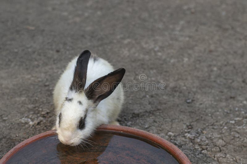 Rabbit drinking water stock image. Image of barn, farm - 23822739