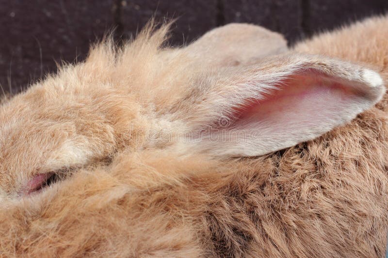 Brown rabbit stock image. Image of live, huddle, adorable - 76046641