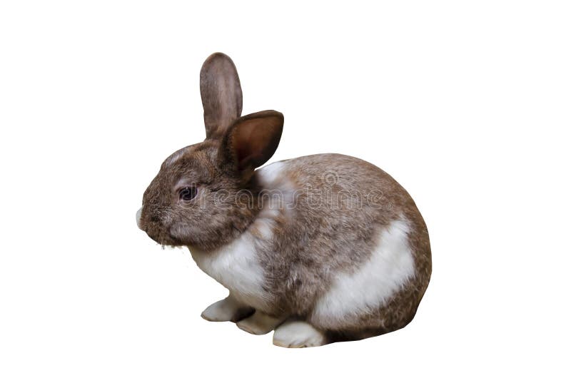Brown Rabbit, Easter Bunny, on White Background with Clipping Path ...