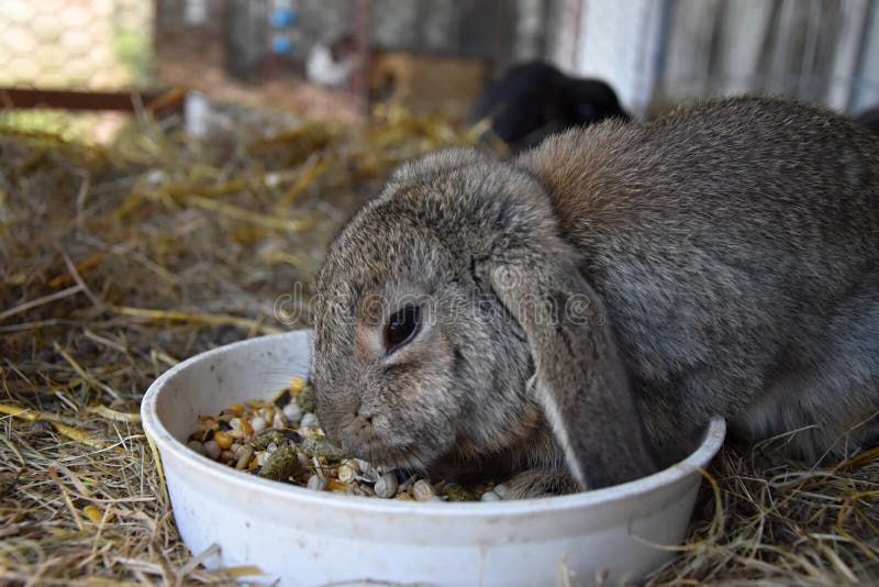 Brown Rabbit Eating a Bowl of Food Stock Image - Image of adorable ...