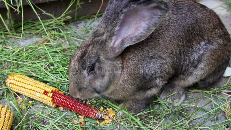 Brown rabbit eating corn stock footage. Video of outside - 43709696