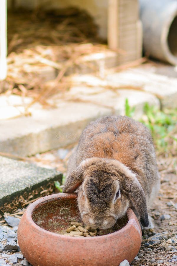 Brown Rabbit is Eating Food Stock Photo - Image of farm, green: 46724416