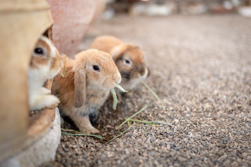 Brown rabbit eating grass stock photo. Image of wild - 269050052