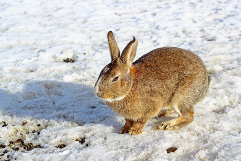 Brown rabbit in snow stock photo. Image of blue, hare - 17516410