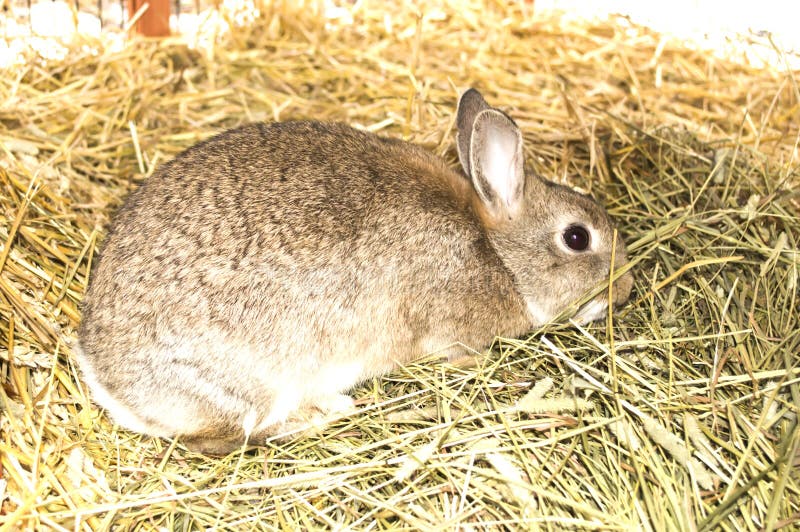 Brown Rabbit stock image. Image of greeting, fast, adorable - 37571687