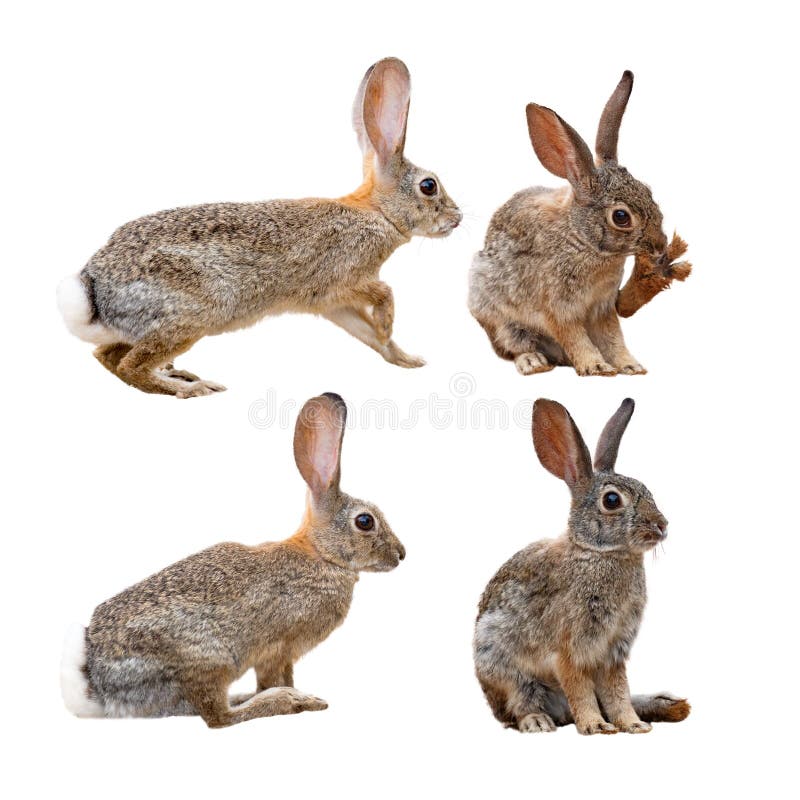 145 Rabbit Positions Stock Photos - Free & Royalty-Free Stock Photos ...