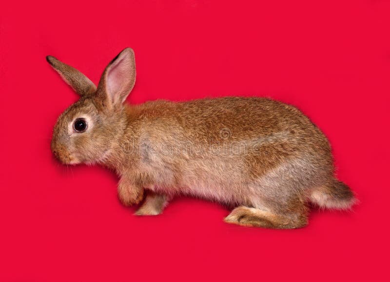 Brown Rabbit Going Red Stock Photos - Free & Royalty-Free Stock Photos ...