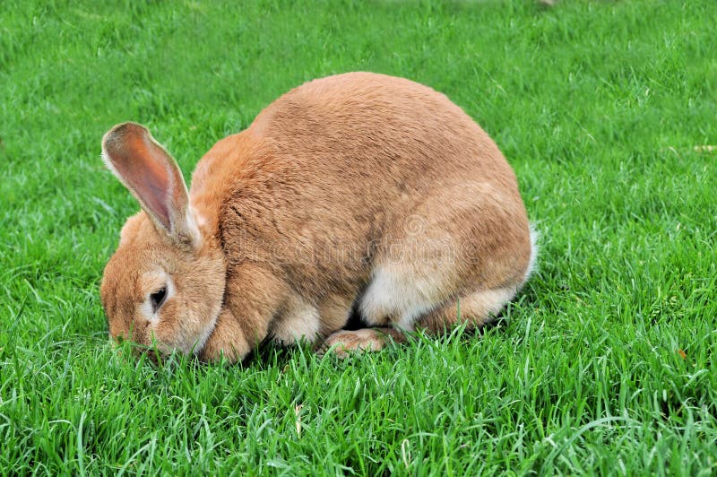 Brown rabbit on grass stock image. Image of furry, hare - 28639625