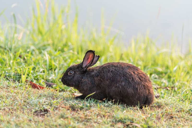 Brown rabbit on the grass stock photo. Image of white - 91722956