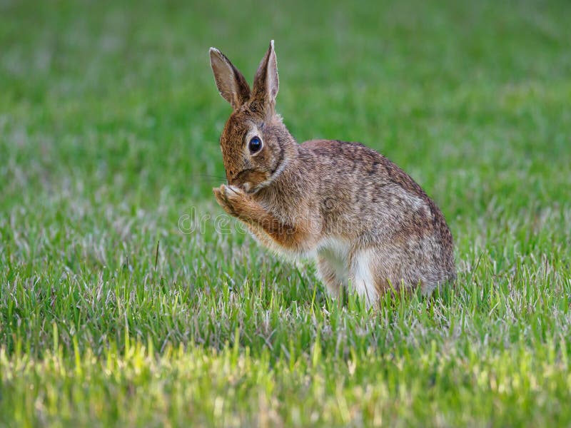 Brown Rabbit on a Grassy Field Stock Image - Image of grass, meadow ...