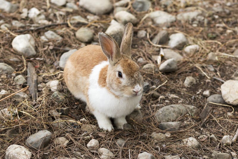 Brown rabbit on ground stock photo. Image of ground - 112925912